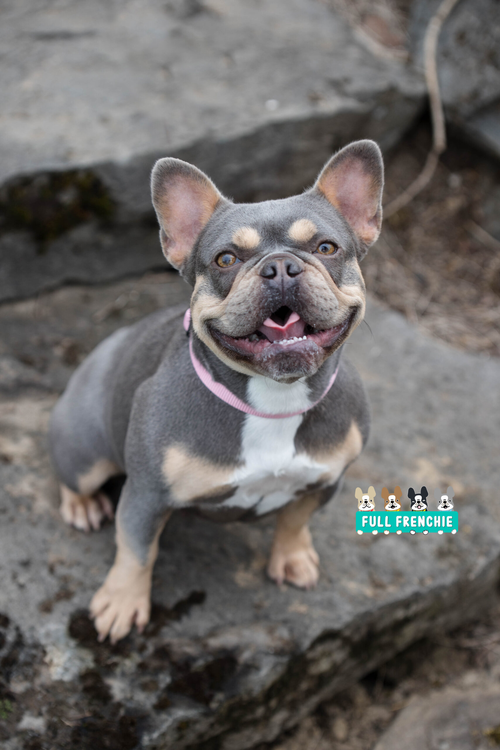 HOME PAGE - Full Frenchie